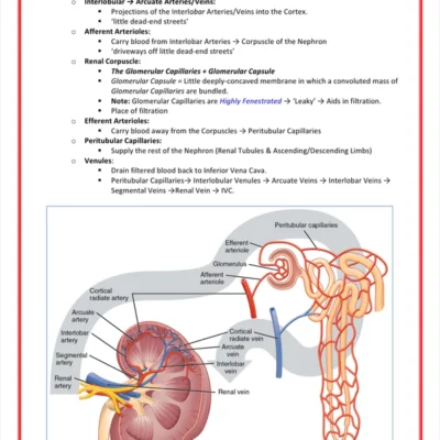 Urinary / Renal System - 🩺 Discover High-Yield Medical Study Notes ...